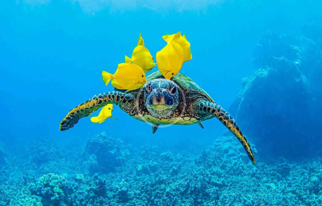 Explore top green destinations in the world – Crown Euro Inn